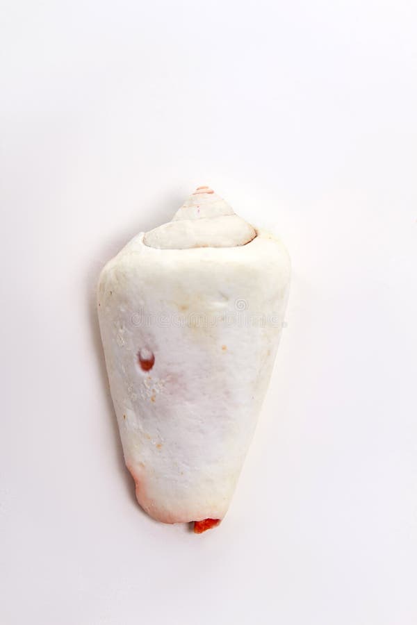 493 Conch Vertical Stock Photos - Free & Royalty-Free Stock Photos from ...