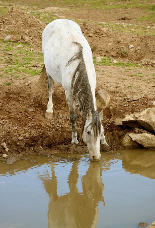 Vertical Image of a White Wild Horse Drinking Water at the Foothill ...