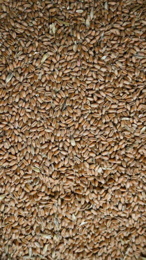 Scattering Harvest of Dry Grain of Feed Wheat Stock Image - Image of ...