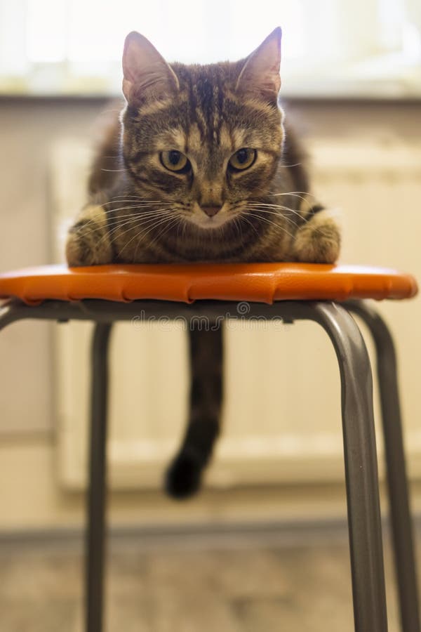 Vertical Image of Young Cat Lies on Orange Stool in Room Stock Photo ...