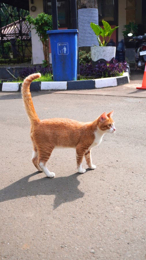 Stray Cat on the Street stock image. Image of outdoor - 353179153