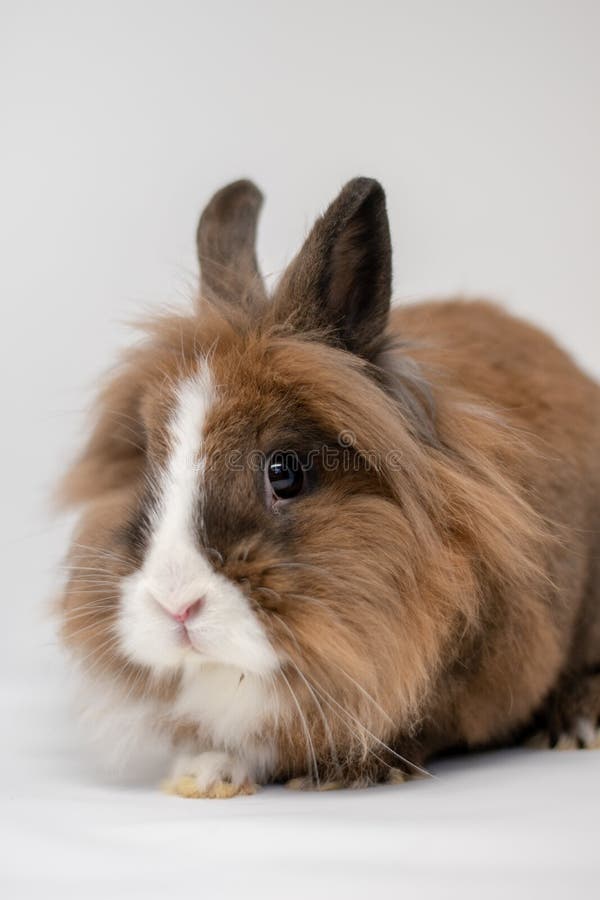 Vertical Isolated Closeup Shot of a Fluffy Brown Rabbit Stock Photo ...