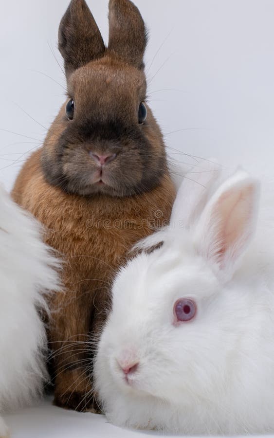 Vertical Isolated Closeup Shot of Fluffy Brown and White Rabbits Stock ...