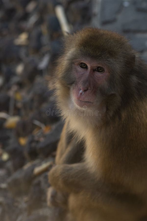 Vertical of a Japanese Monkey. Stock Image - Image of vertical, face ...