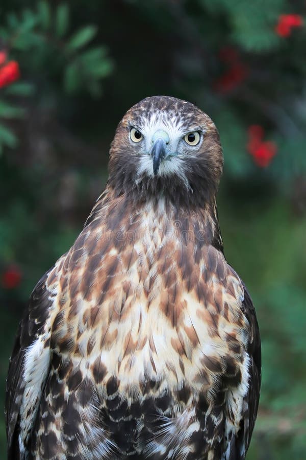 Vertical of a Juvenile Red Tail Hawk Head Stock Image - Image of ...