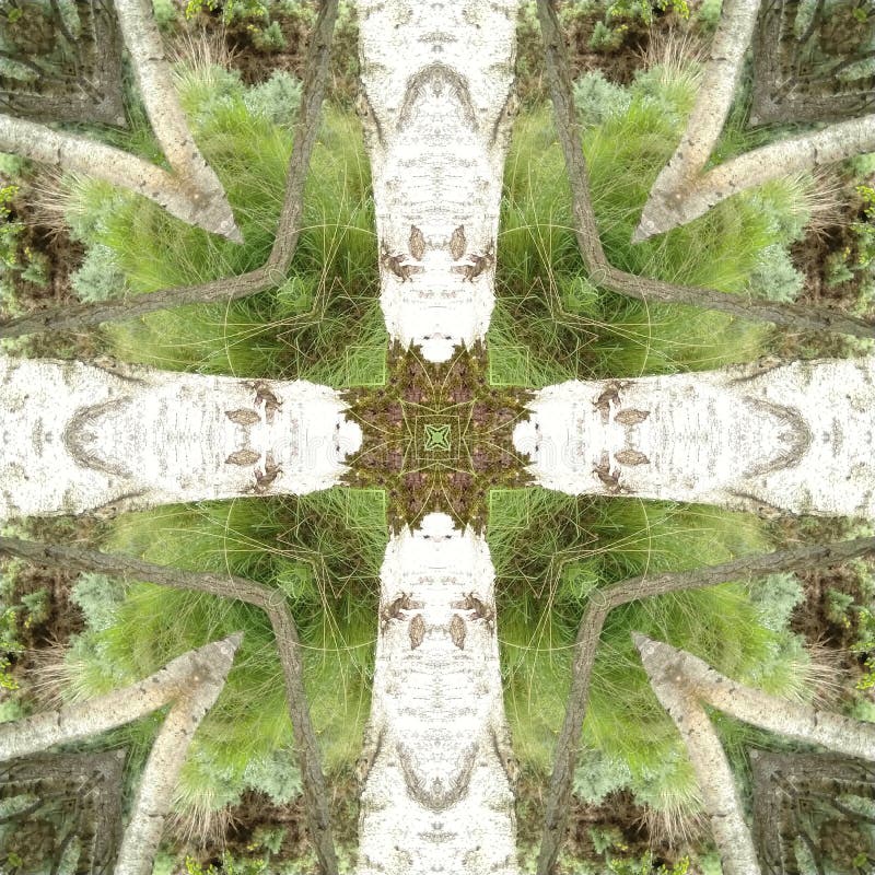 Vertical Kaleidoscope Pattern of Tree Trunks and Grass Stock ...