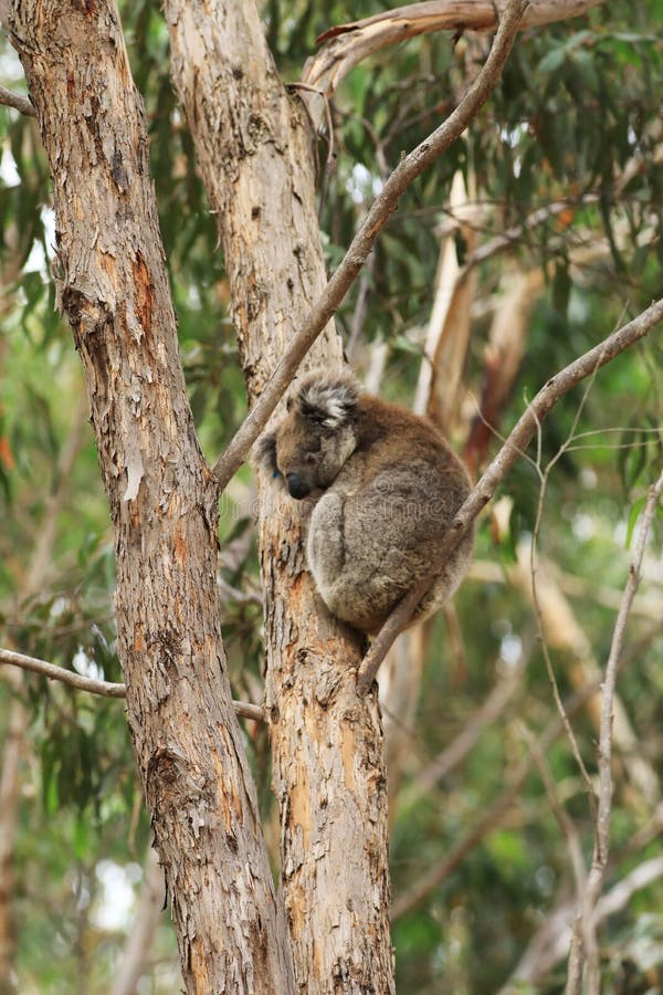 Vertical of Koala, Phascolarctos Cinereus, Resting Stock Image - Image ...
