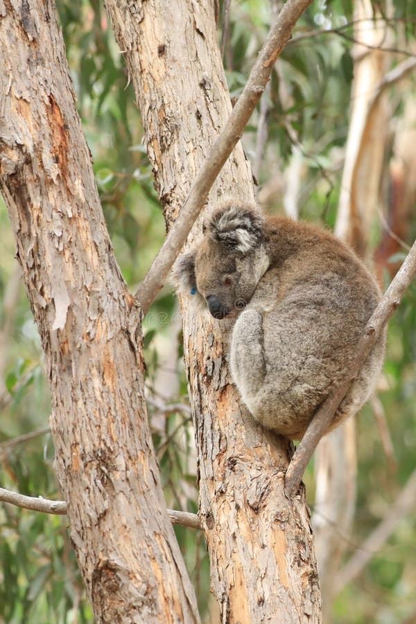 Vertical of Koala, Phascolarctos Cinereus, in a Tree Stock Photo ...