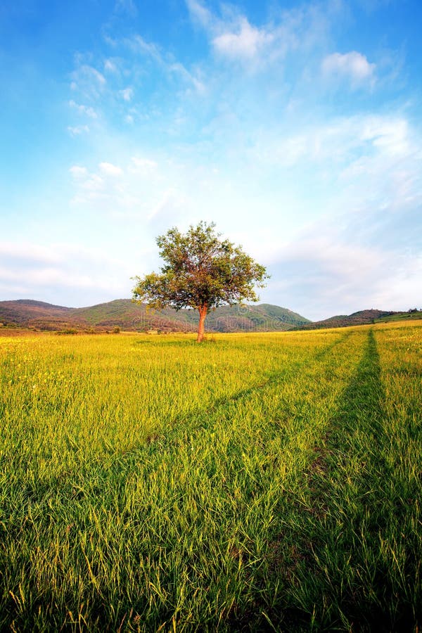 Vertical landscape stock image. Image of meadow, hill - 28445605
