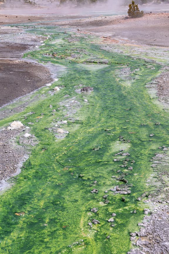 Vertical of Landscape Covered with Green Swamp Stock Image - Image of ...