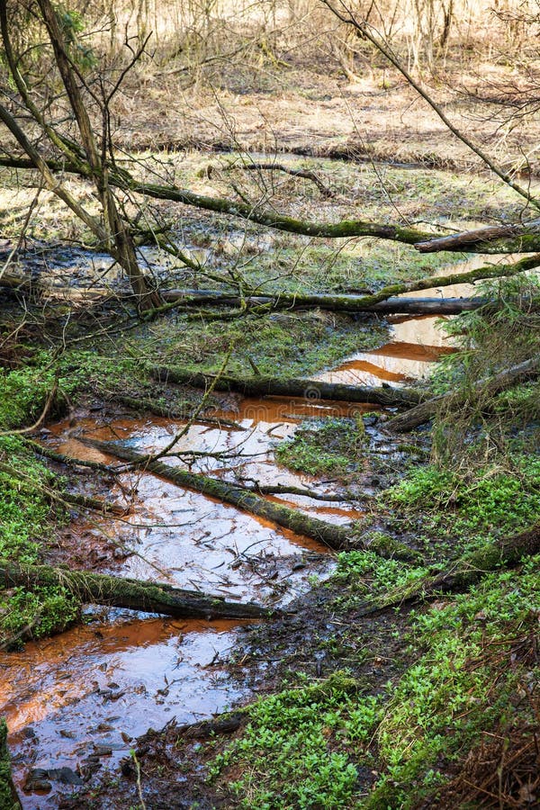 Vertical Landscape. Small Forest Stream Stock Photo - Image of fallen ...