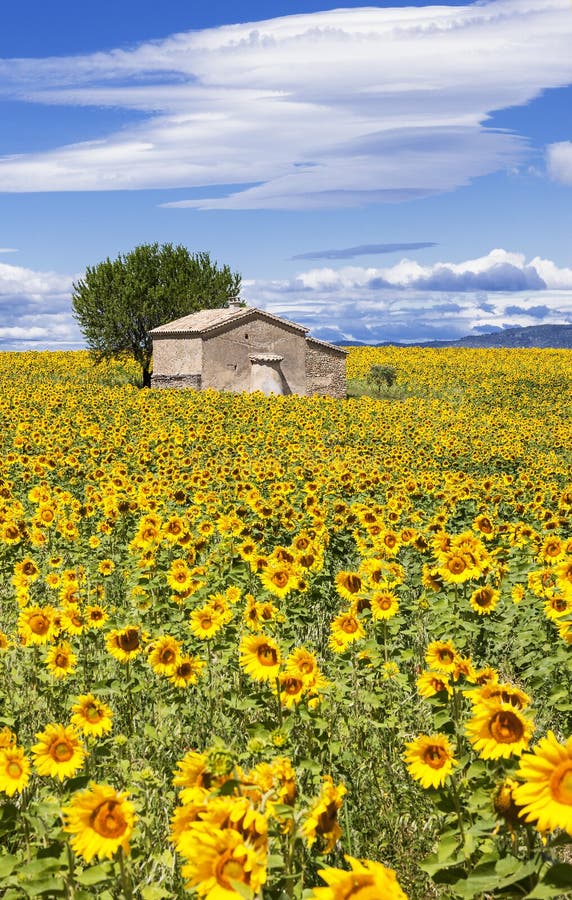 Vertical Landscape with Sunflower Stock Photo - Image of field, plain ...