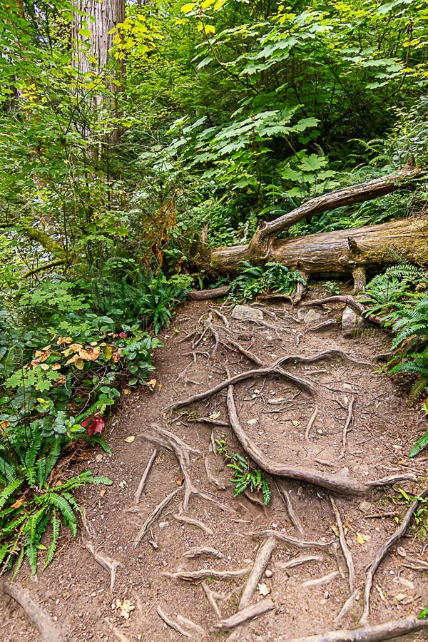 Vertical of Large Fallen Tree and Shallow Shiny Roots Cross Dirt Path ...