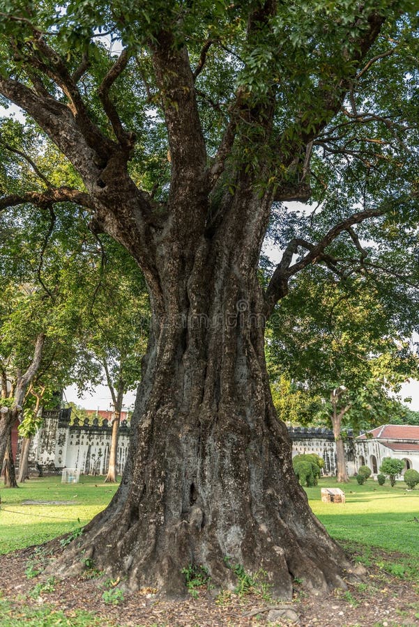 Vertical of a Large Green Tree Trunk in the Midst of a Lush Field with ...