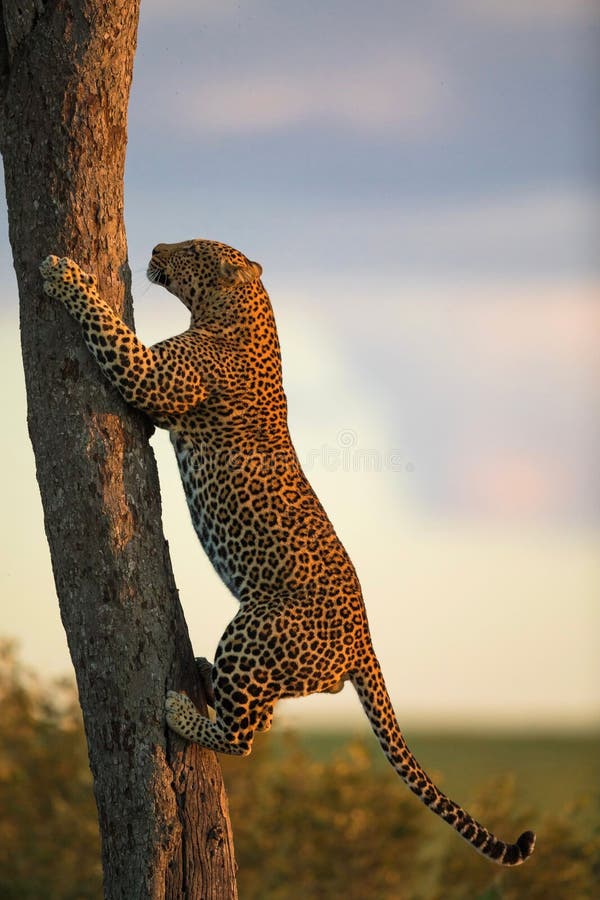 Vertical of a Leopard Climbing Up a Tree at Golden Hour Stock Image ...