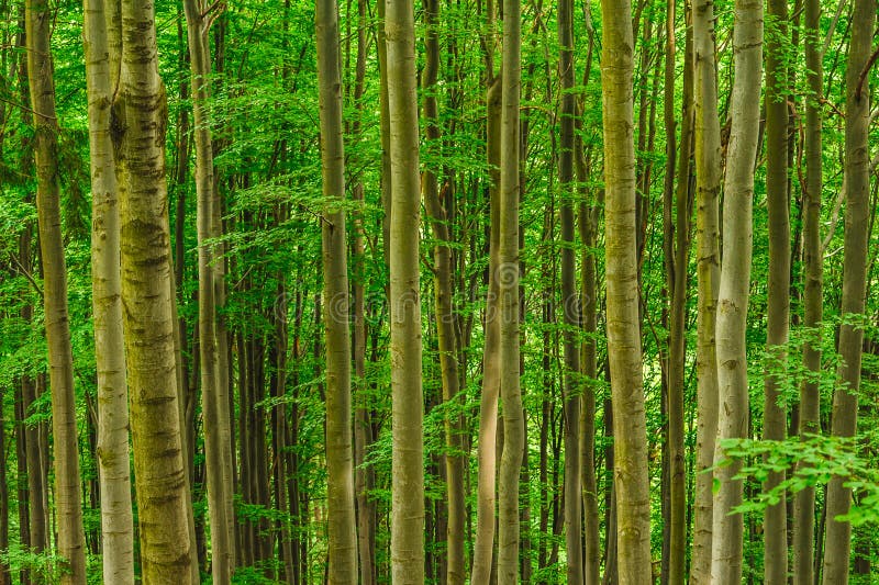 Freemind vertical tree - compladeg