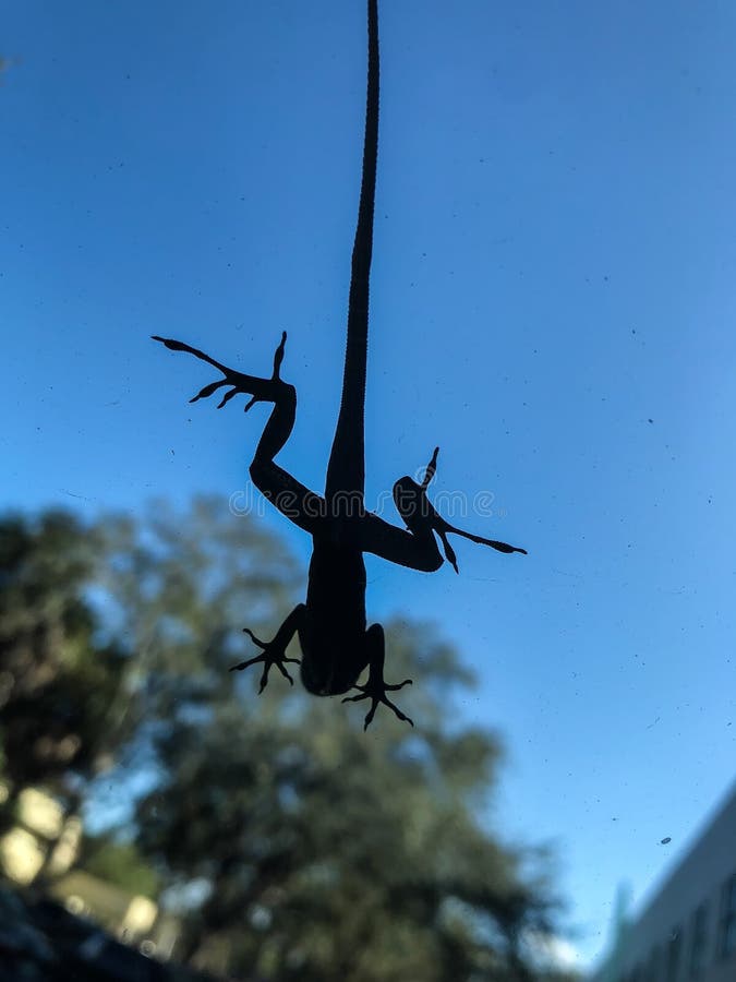 Vertical Lizard Outline on Window Stock Image - Image of island, design ...