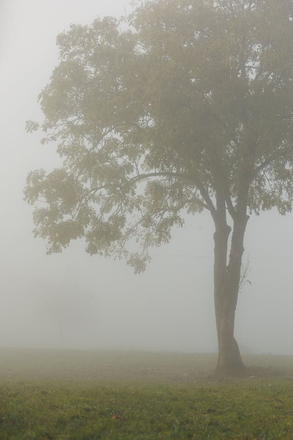 Lone Evergreen Tree Field Foggy Day Stock Photos - Free & Royalty-Free ...