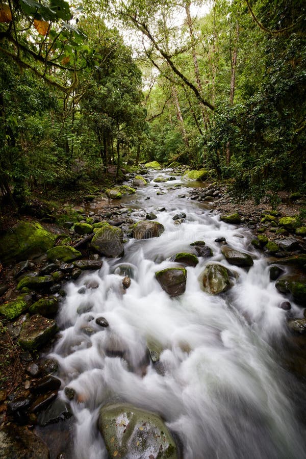 Vertical, Long Exposure Shot of a River Flowing through the Forest ...