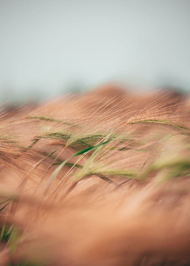 Vertical Long Exposure of Wind Blowing in a Wheat Field Stock Photo ...