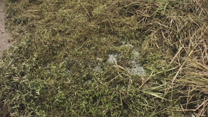 Vertical Look Up View of Trimmed Withered Grass Bushes in Gloomy Cloudy Raining Stock Footage ...