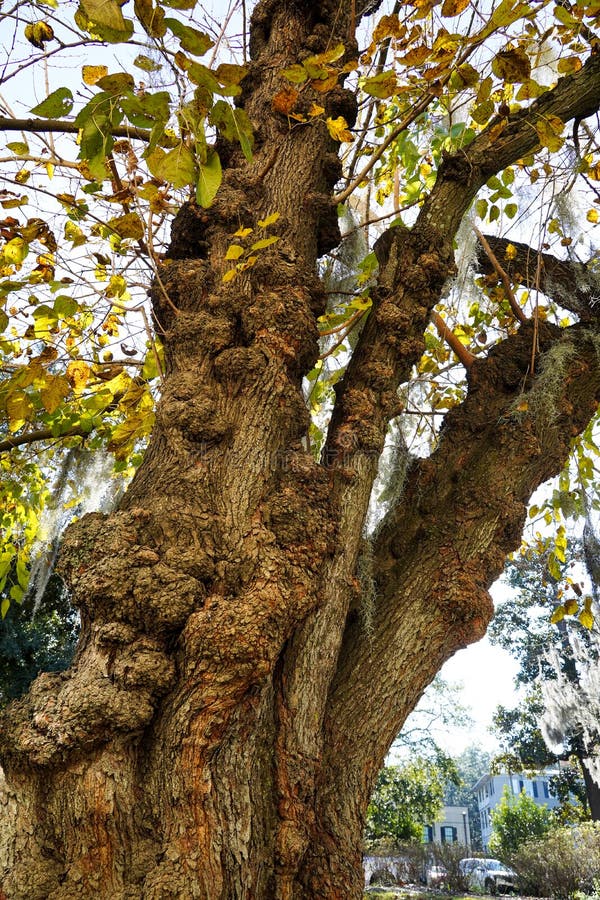 Vertical Low Angle of an Aged Autumn Tree Stock Image - Image of bark ...
