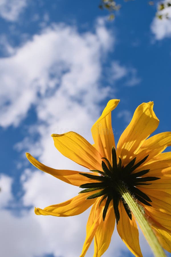 Vertical Low Angle Closeup Shot of a Bright Yellow Flower with the Blue ...