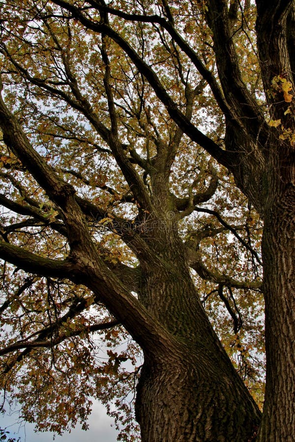 Vertical Low Angle Closeup Shot of the Trunk of a Tree with Big ...
