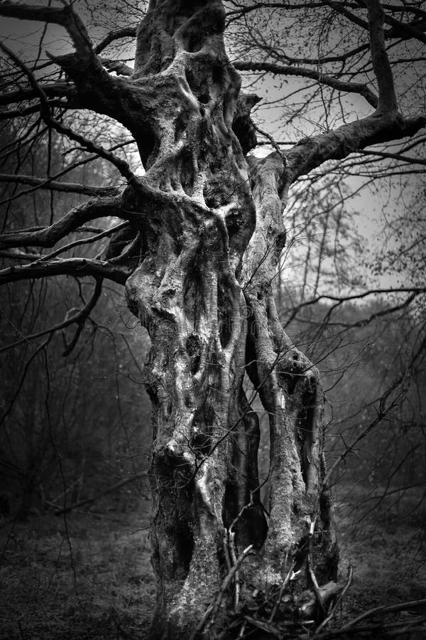 Vertical Low Angle Greyscale of an Old Tree in the Forest Stock Image ...