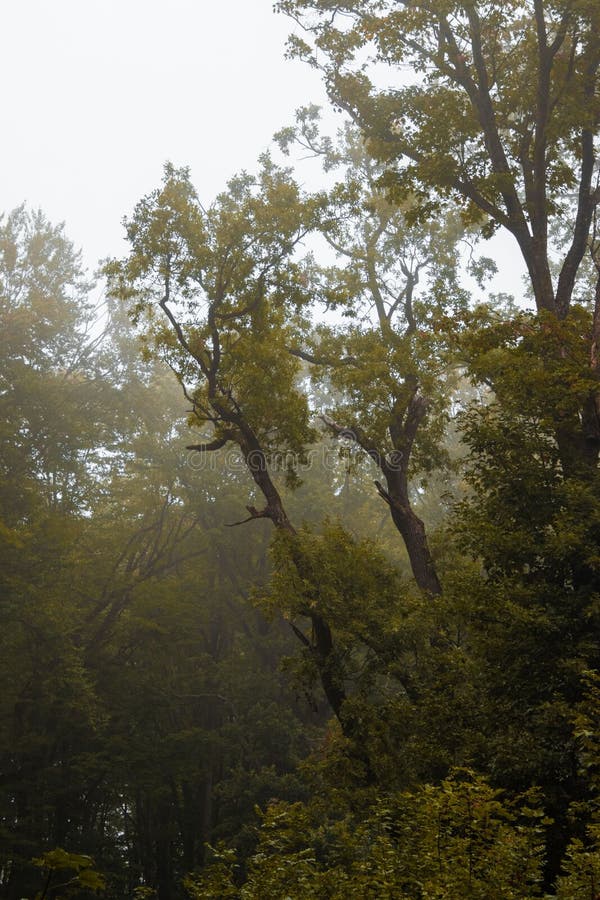 Vertical Low-angle of High Trees with Foggy Sunlit Sky Background Stock ...