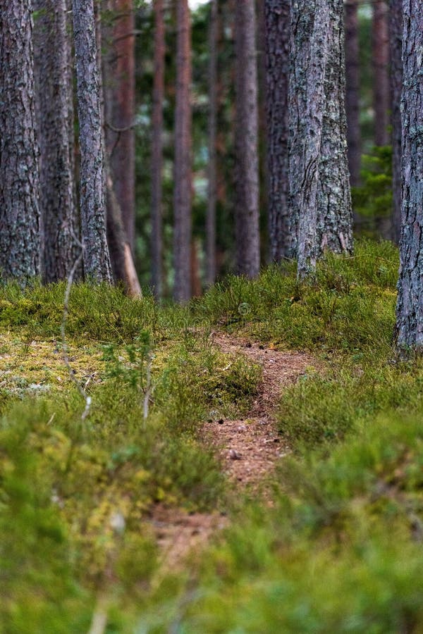 Vertical Low-angle of a Path in the Forest Covered with Grass Trees on ...