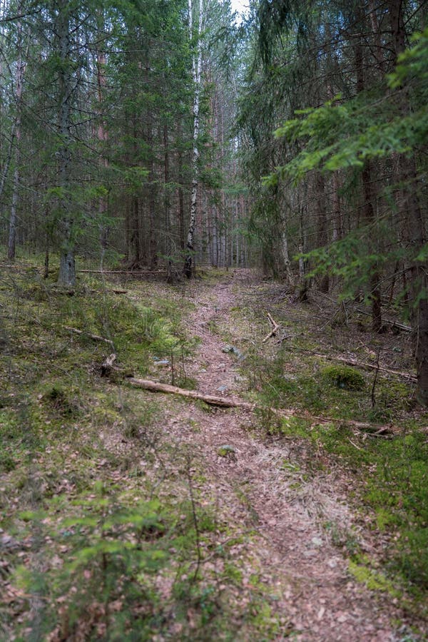 Vertical Low-angle of a Path in the Forest Covered with Grass Trees on ...