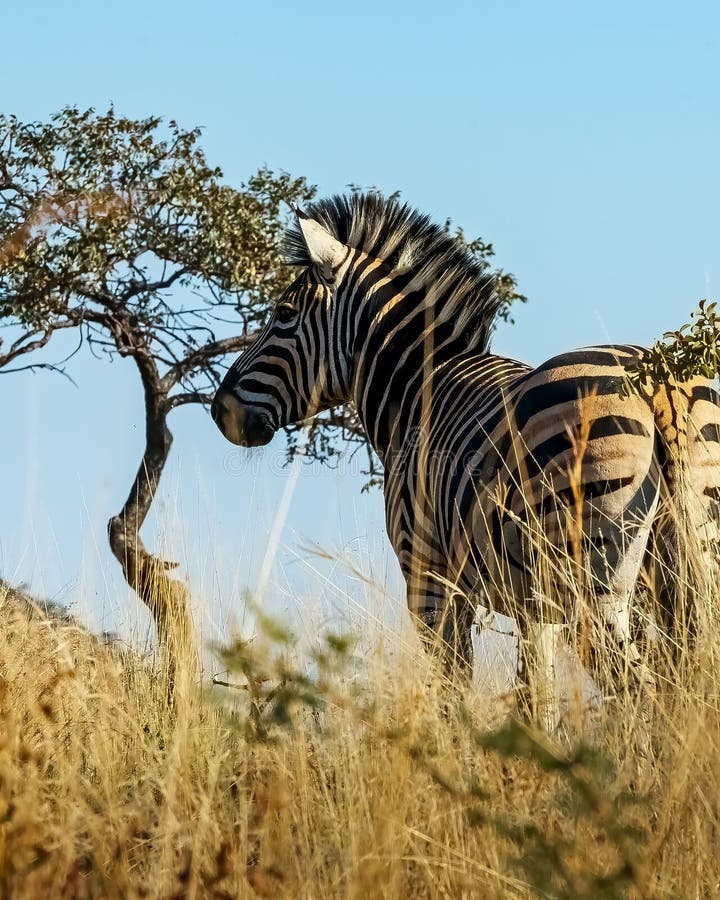 Vertical Low-angle Profile View of a Zebra Standing in the Grass Under ...