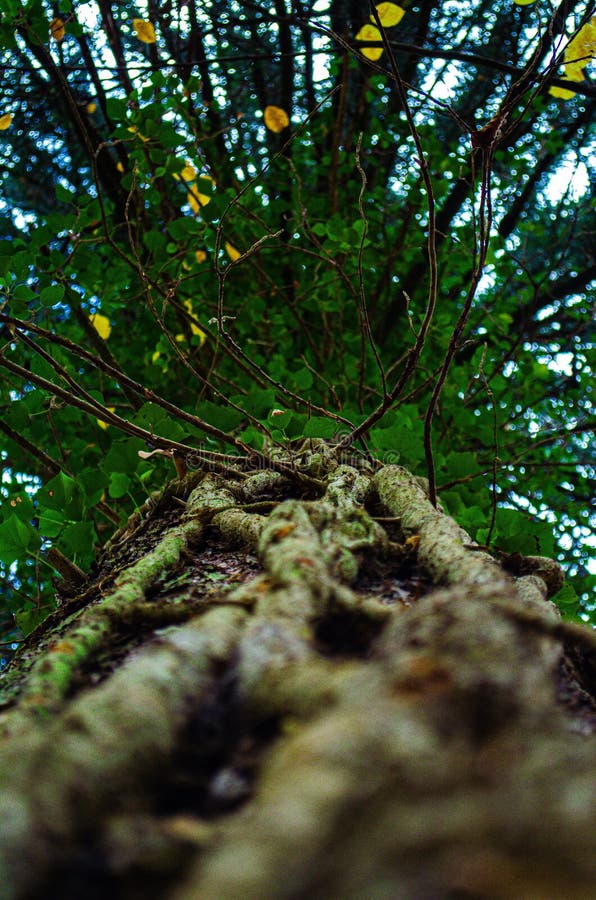 Vertical Low-angle of Roots Growing on a Tree Trunk with Branches and ...