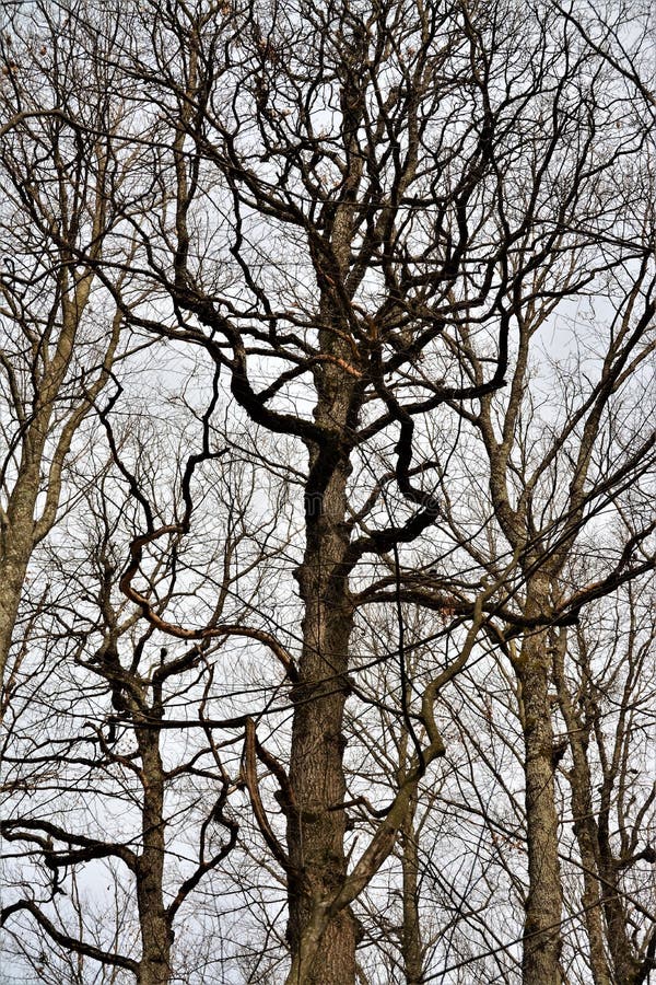 Vertical Low Angle Shot of the Beautiful Tall and Bare Trees Under the ...