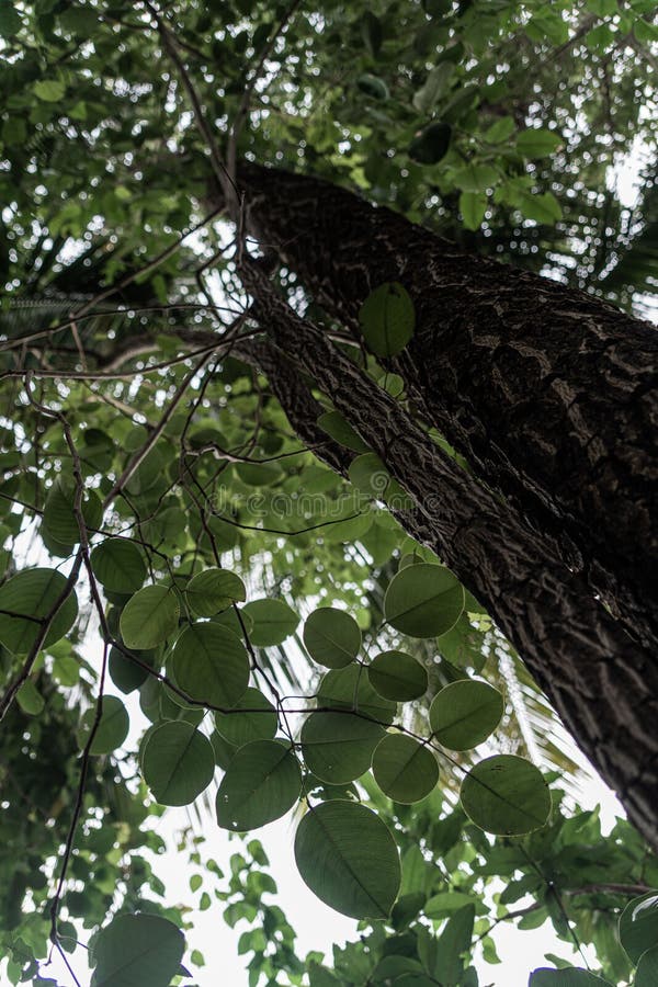 Vertical Low Angle Shot of Beautiful Tree Branches with Green Leaves ...