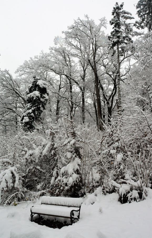 Vertical Low Angle Shot of a Bench Under the Trees All Completely ...