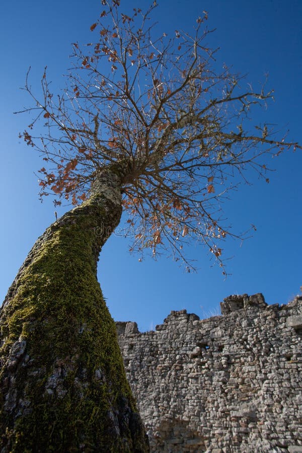 Vertical Low Angle Shot of a Big Bare Tree Covered with Moss Under the ...