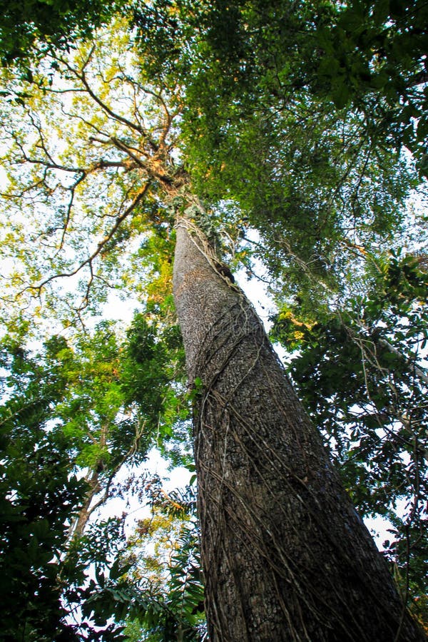 Vertical Low Angle Shot of a Big Tree Stock Photo - Image of white ...