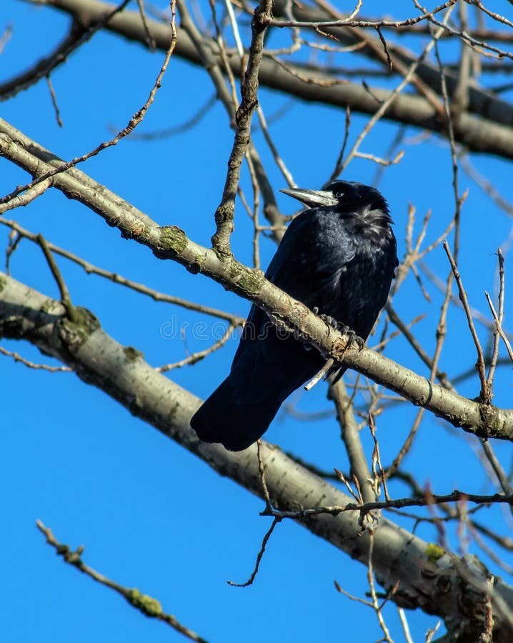 Vertical Low Angle Shot of a Black Crow Sitting on the Branches of a ...