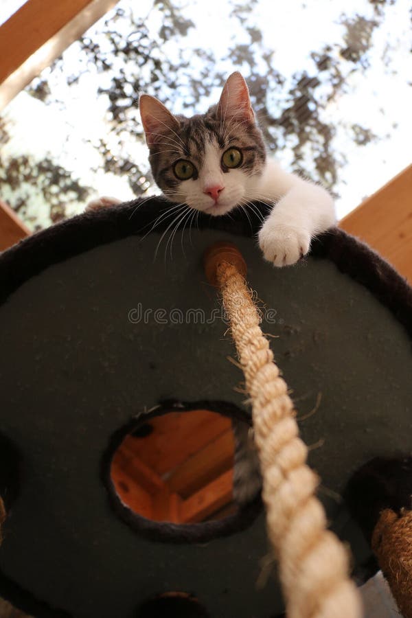 Vertical Low Angle Shot of a Cat Looking from the Cat Tower Stock Image ...