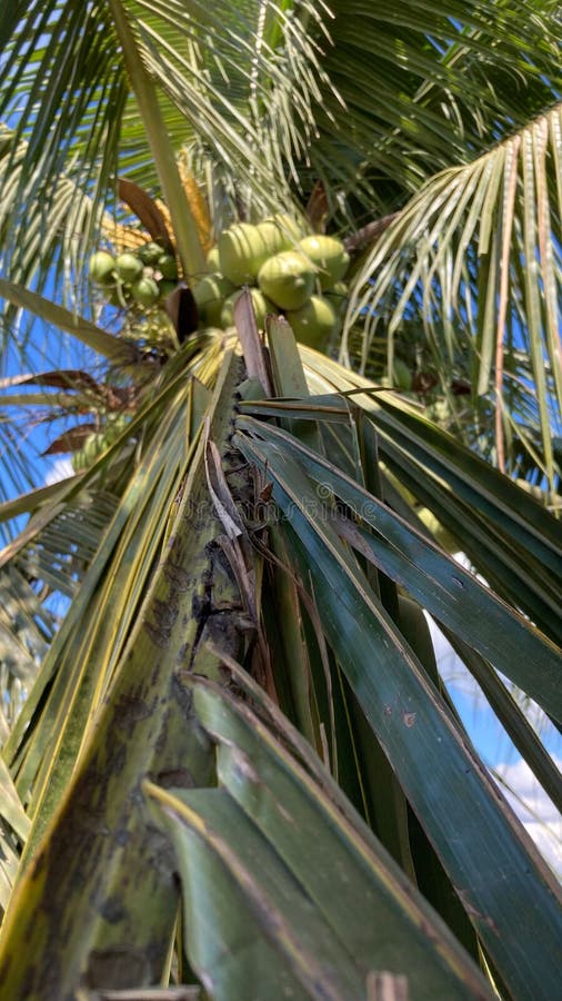 Vertical Low Angle Shot of a Coconut Palm Tree on a Sunny Day Stock ...