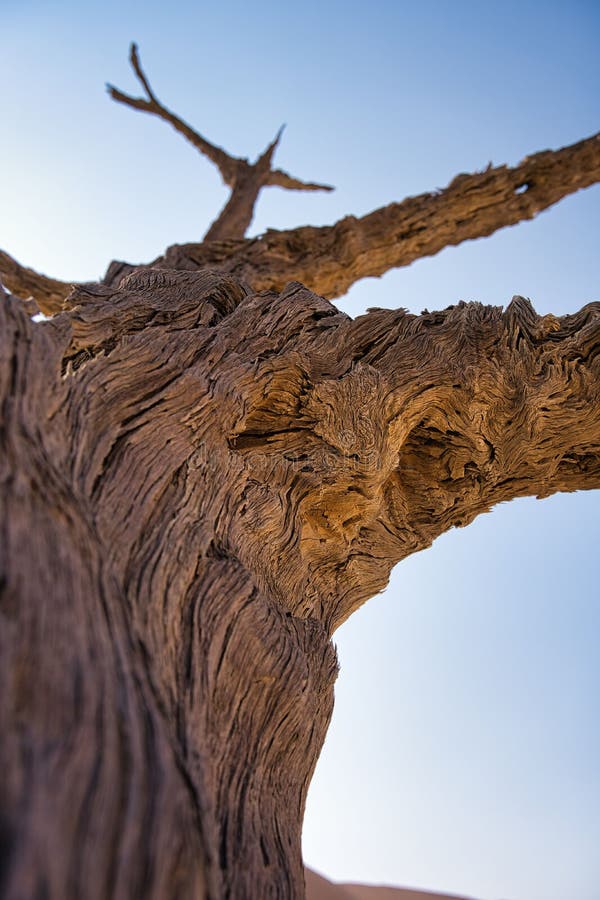 Vertical Low-angle Shot of a Dry Tree S Patterned Bark before the Blue ...