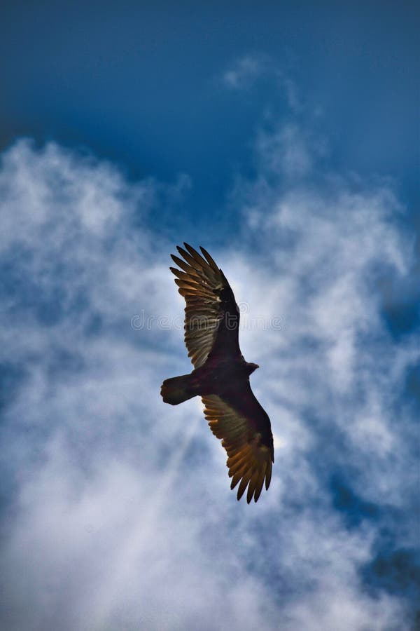 Vertical Low Angle Shot of an Eagle Flying in the Blue Sky Stock Image ...