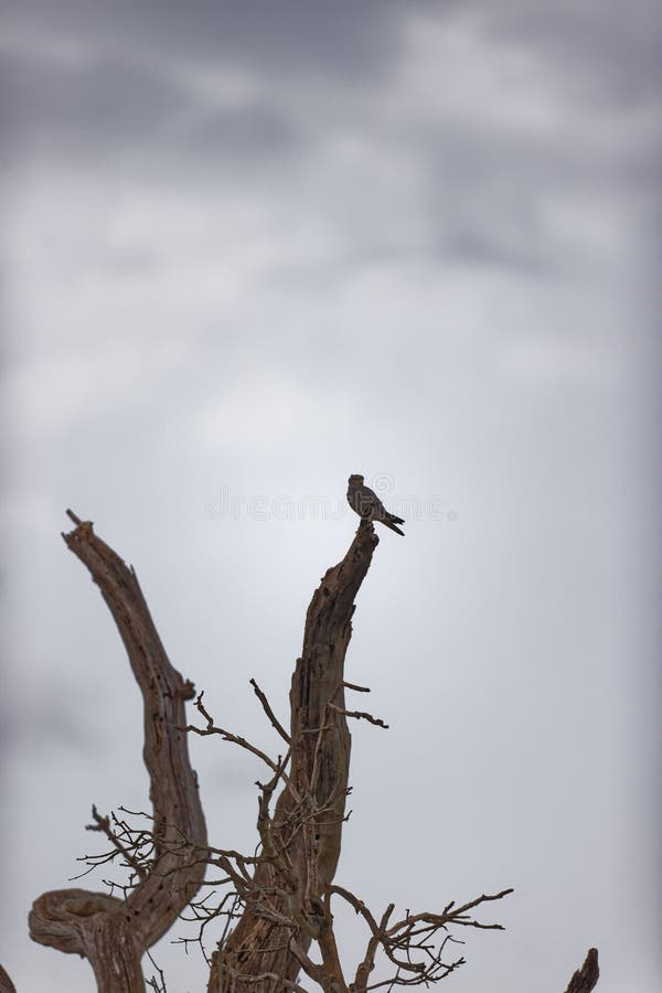 Vertical Low-angle Shot of a Falcon (falco) on a Broken Tree Under ...