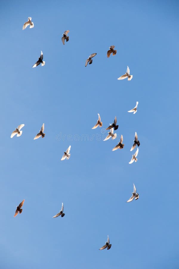Vertical Low Angle Shot of a Flock of Birds Flying in the Clear Blue ...