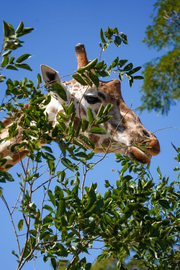 Vertical Low Angle Shot of a Giraffe Chewing on Leaves on Branches ...