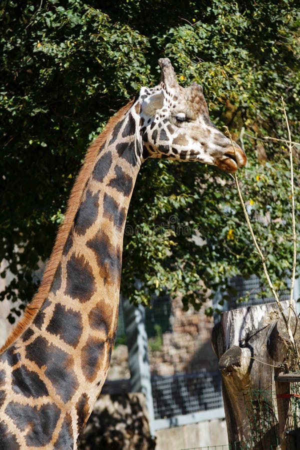 Vertical Low Angle Shot of a Giraffe at a Zoo Stock Photo - Image of ...