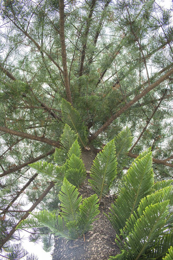 Vertical Low Angle Shot of the Green Leaves of a Tall Pond Pine Tree ...