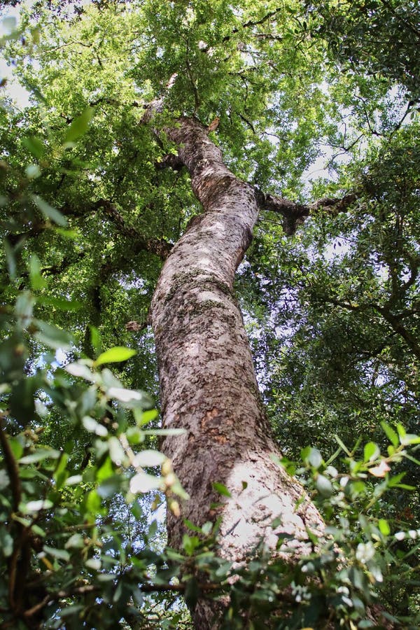 Vertical Low Angle Shot of a Green Tree - Great for a Background Stock ...